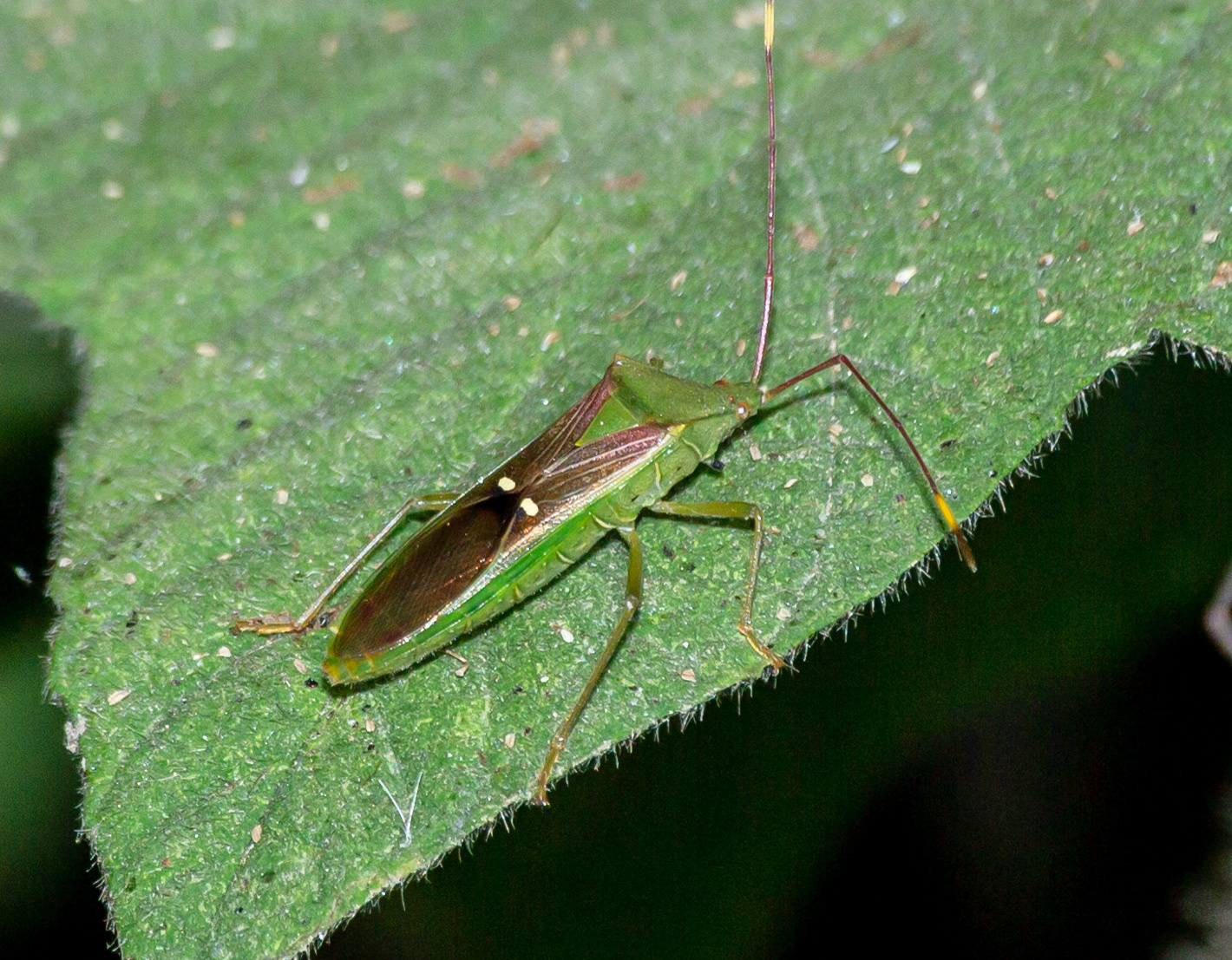 Homoeocerus Burmeister, 1835