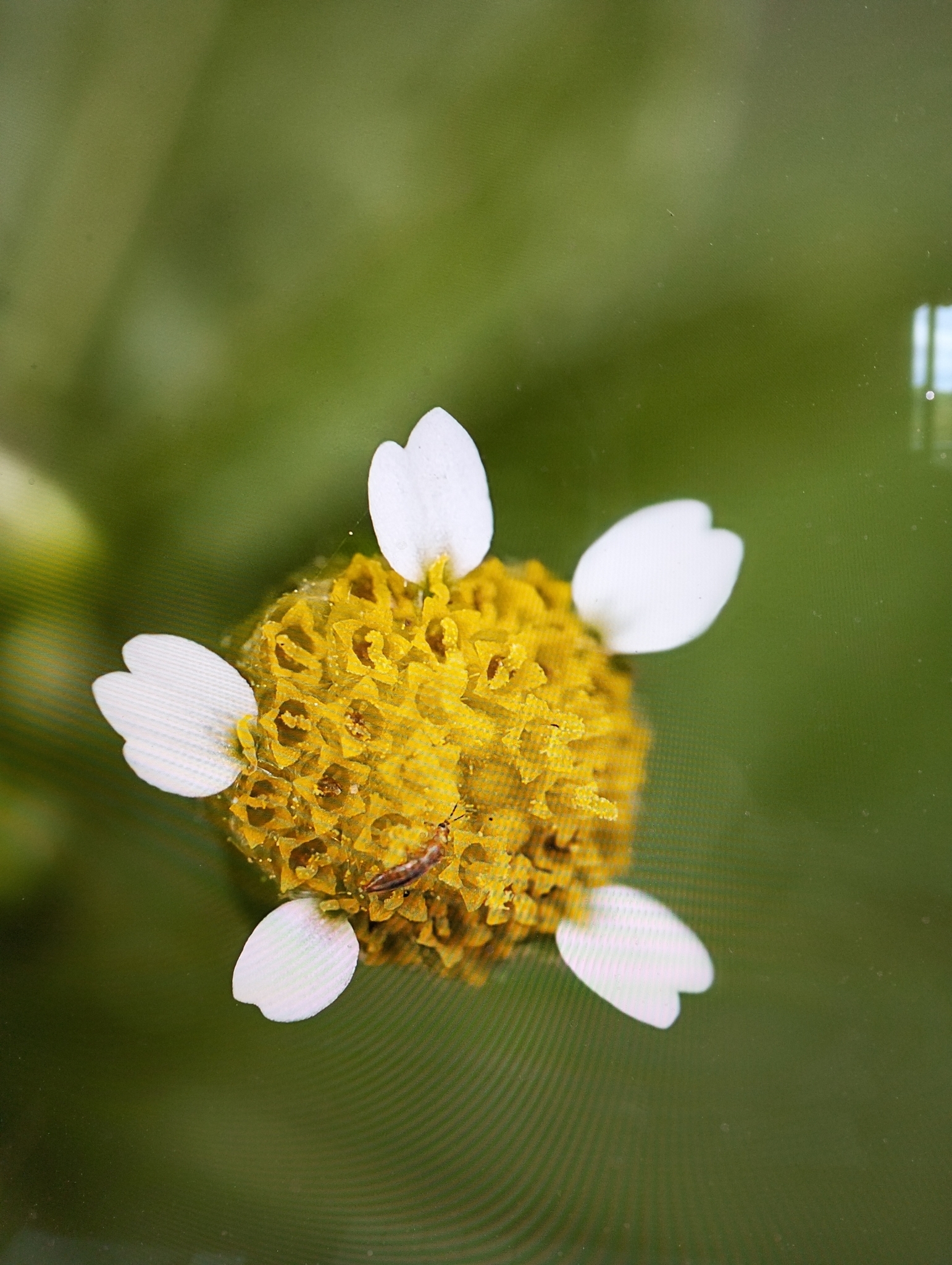 Galinsoga parviflora Cav.