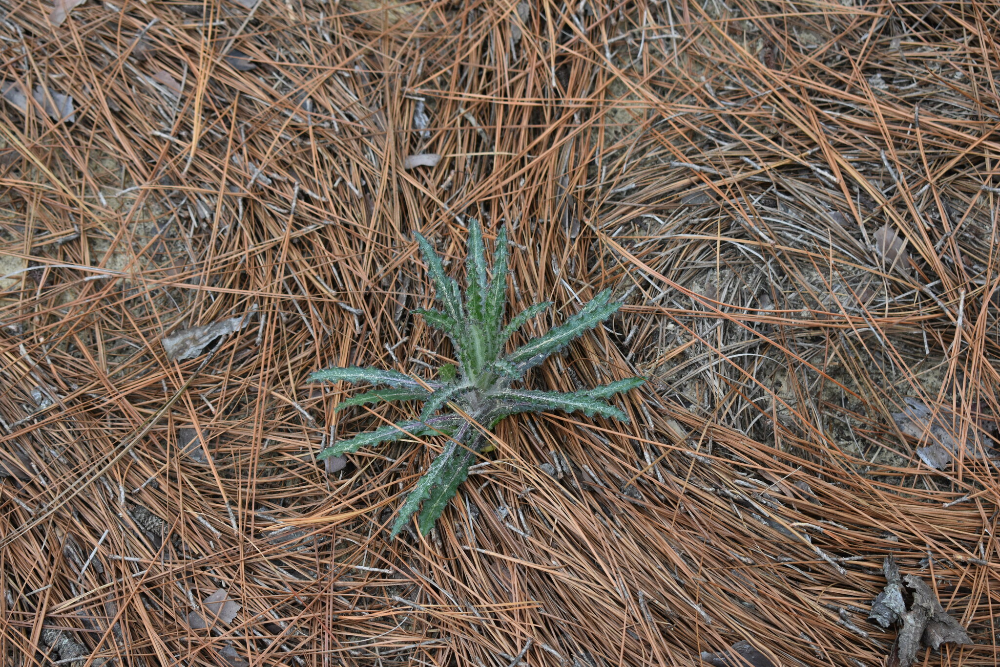Cirsium repandum Michx.