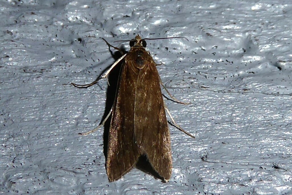Cotton Web Spinner from Waikouaiti, New Zealand on March 26, 2023 at 09 ...