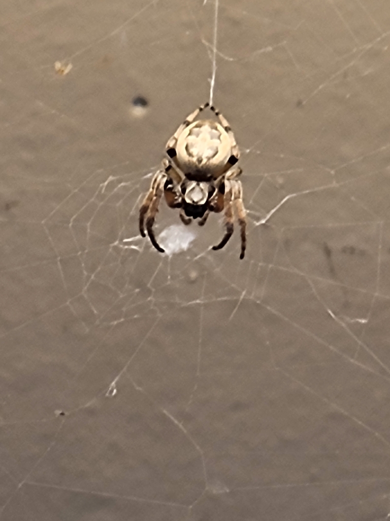Furrow Spiders from Gatlinburg, TN 37738, USA on March 27, 2023 at 08: ...