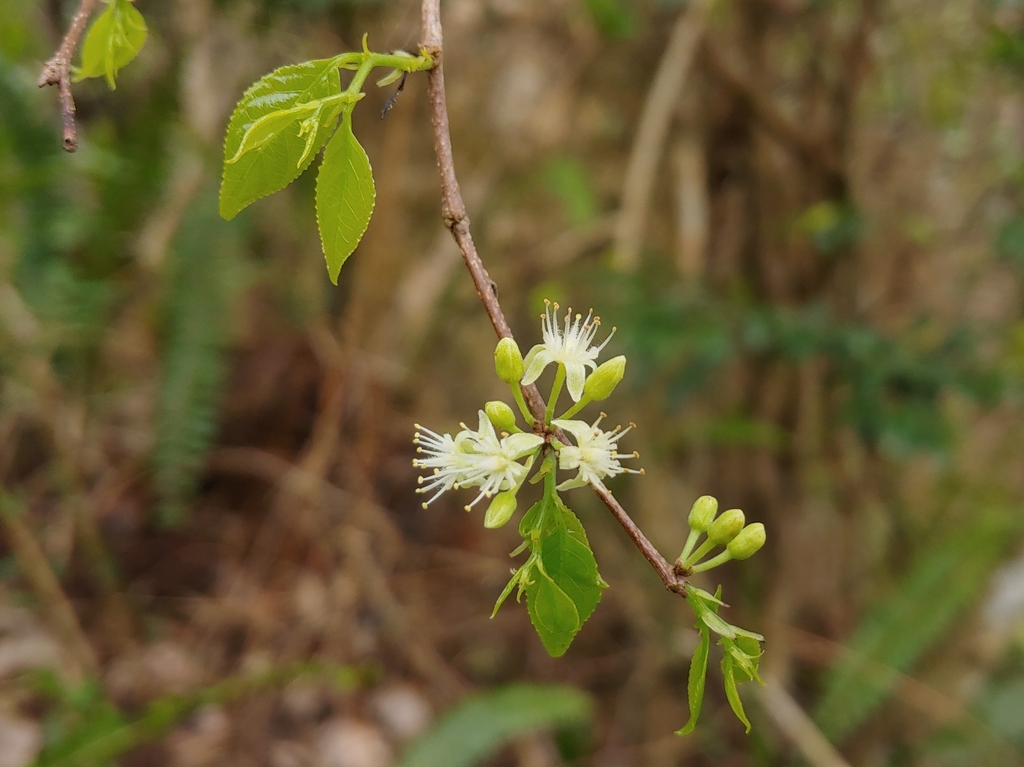 Casearia decandra from Caín Alto, San Germán, Puerto Rico on March 27 ...