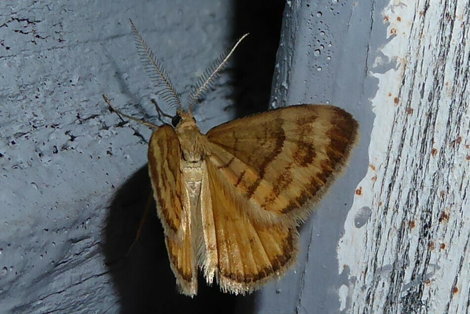 Asaphodes abrogata from Waikouaiti, New Zealand on March 26, 2023 at 10 ...