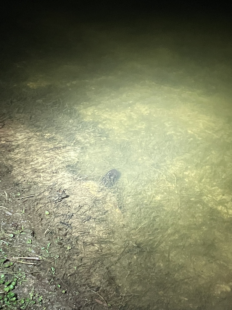 Two-toed Amphiuma from Jacksonville, NC, US on March 27, 2023 at 08:07 ...