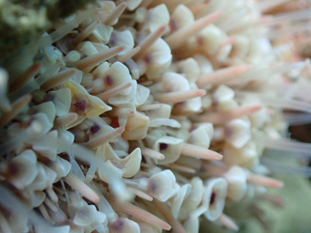 Rose Flower Urchin from Carrillo, CR-GU, CR on July 30, 2022 at 12:23 ...
