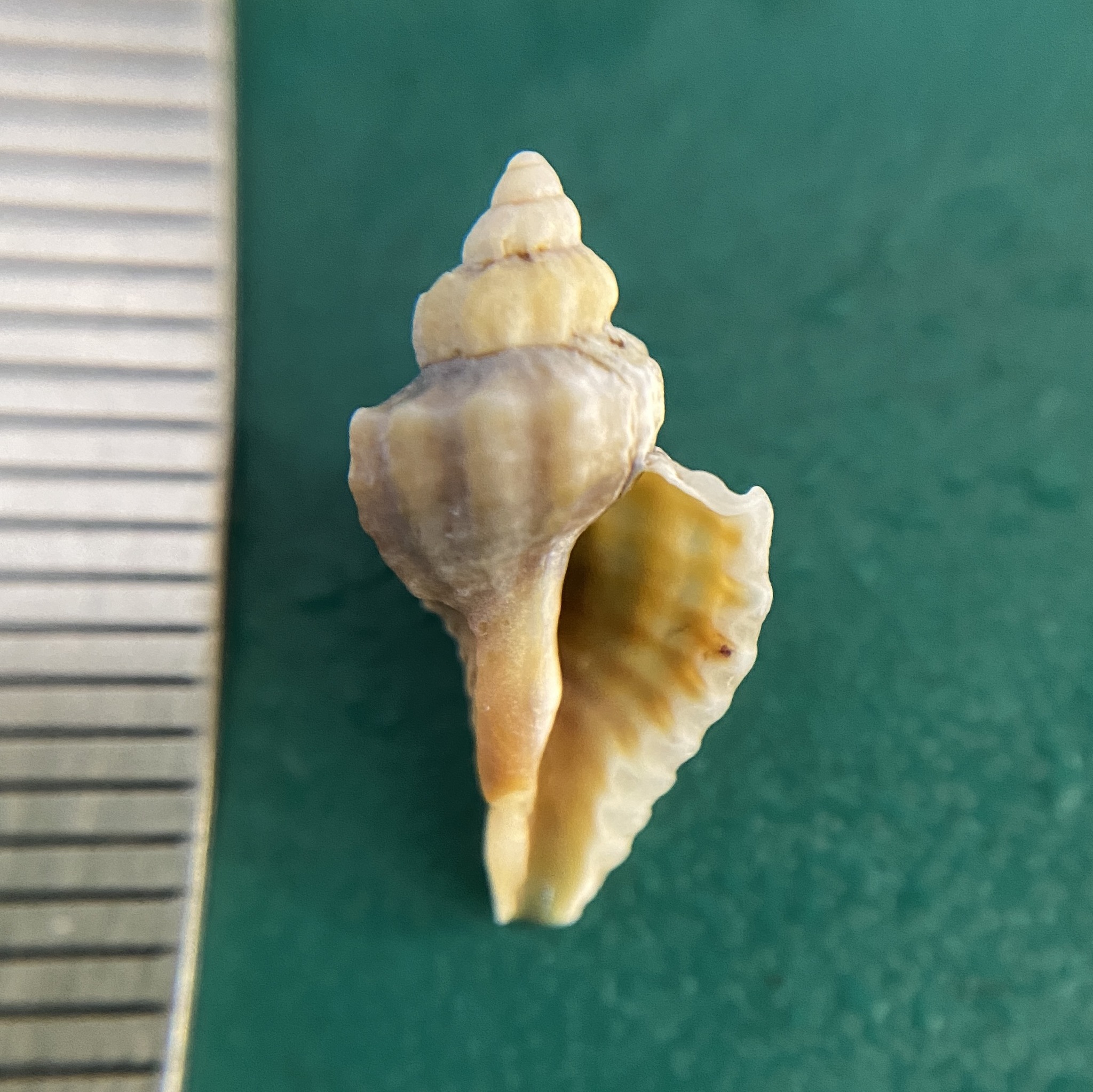 Eupleura caudata (Say, 1822)
