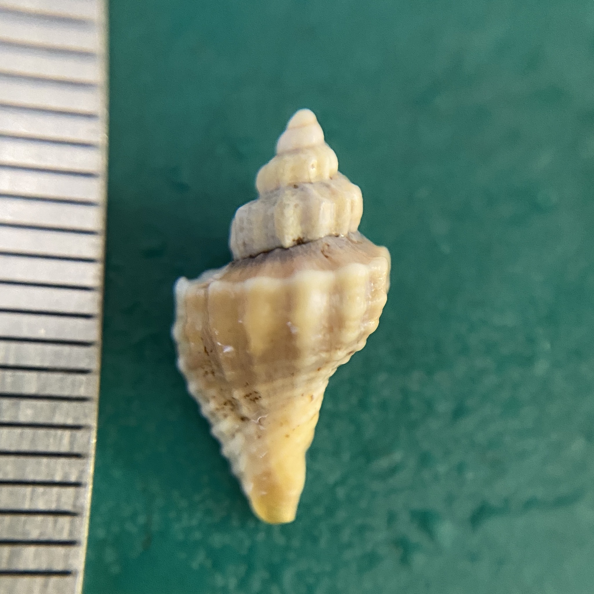 Eupleura caudata (Say, 1822)