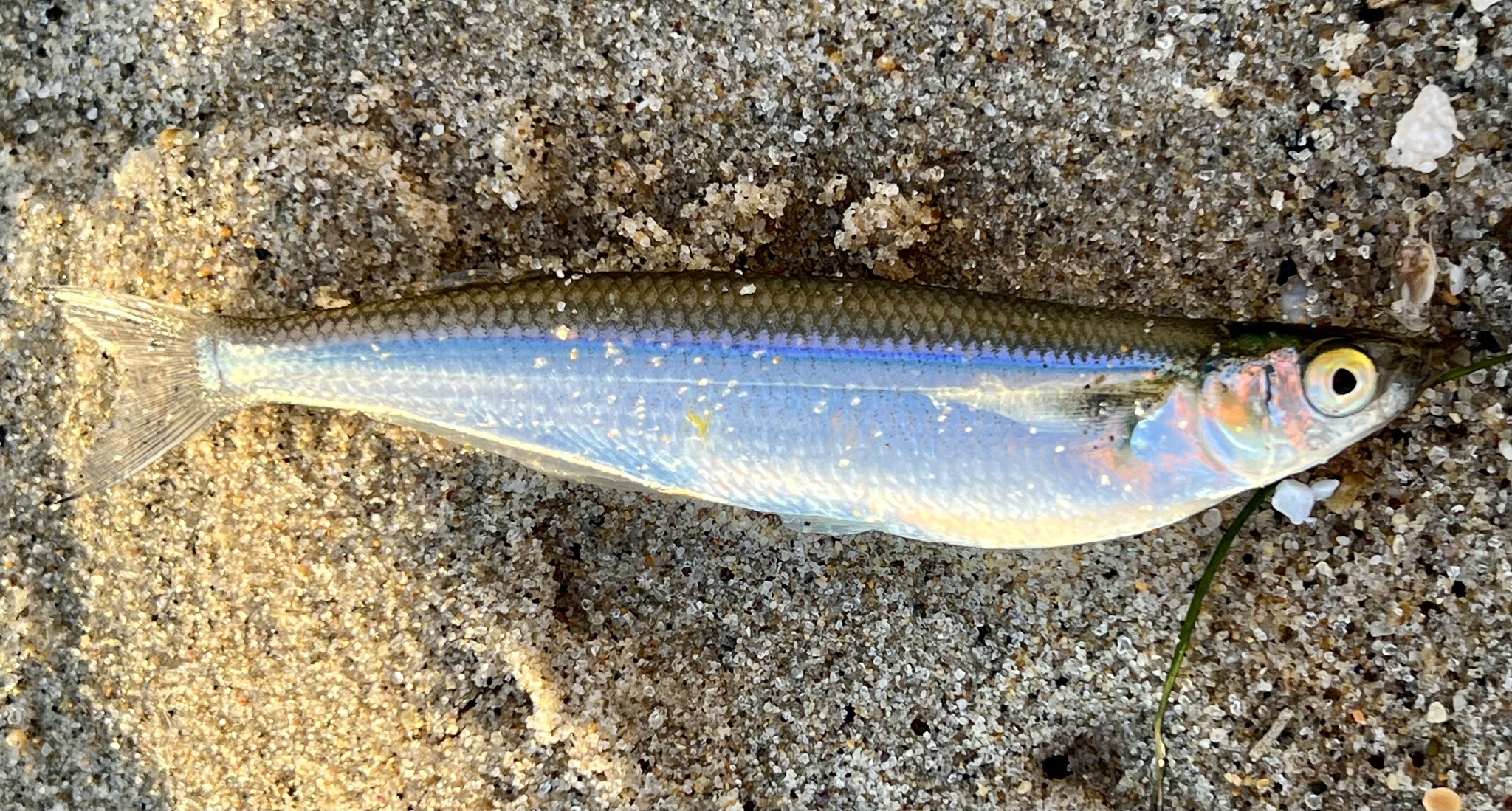 Atherinops affinis (Ayres, 1860)