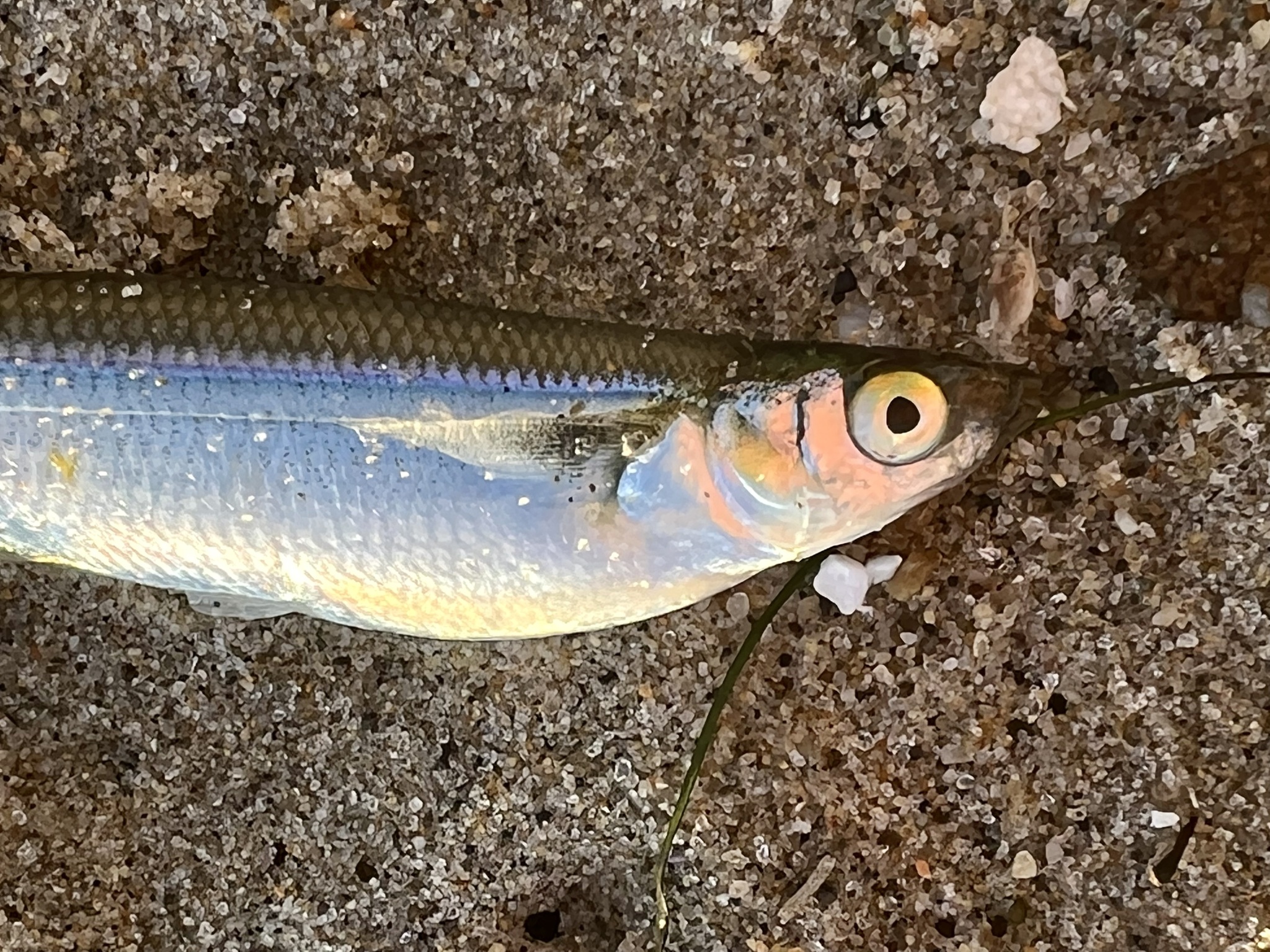 Atherinops affinis (Ayres, 1860)