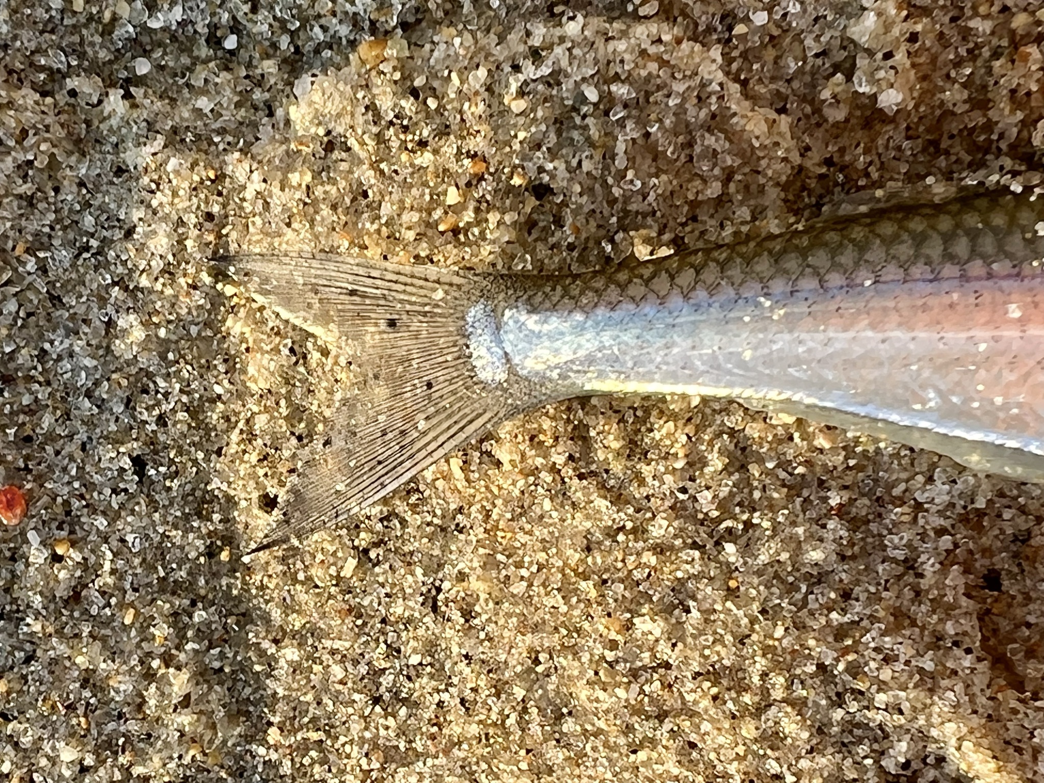 Atherinops affinis (Ayres, 1860)