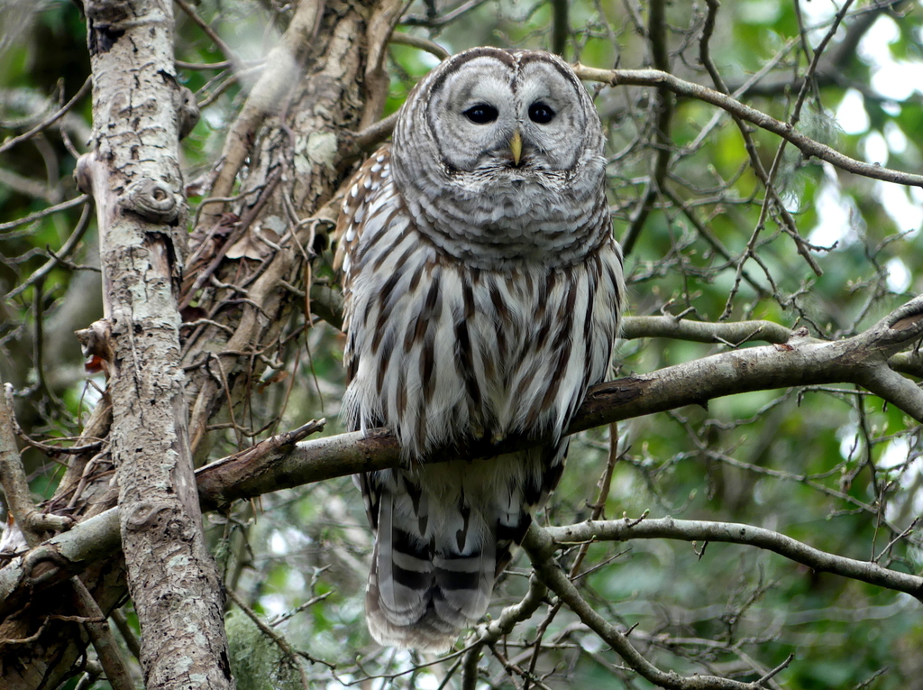 Barred Owl from Oak Bay, BC, Canada on March 26, 2023 at 09:21 AM by ...
