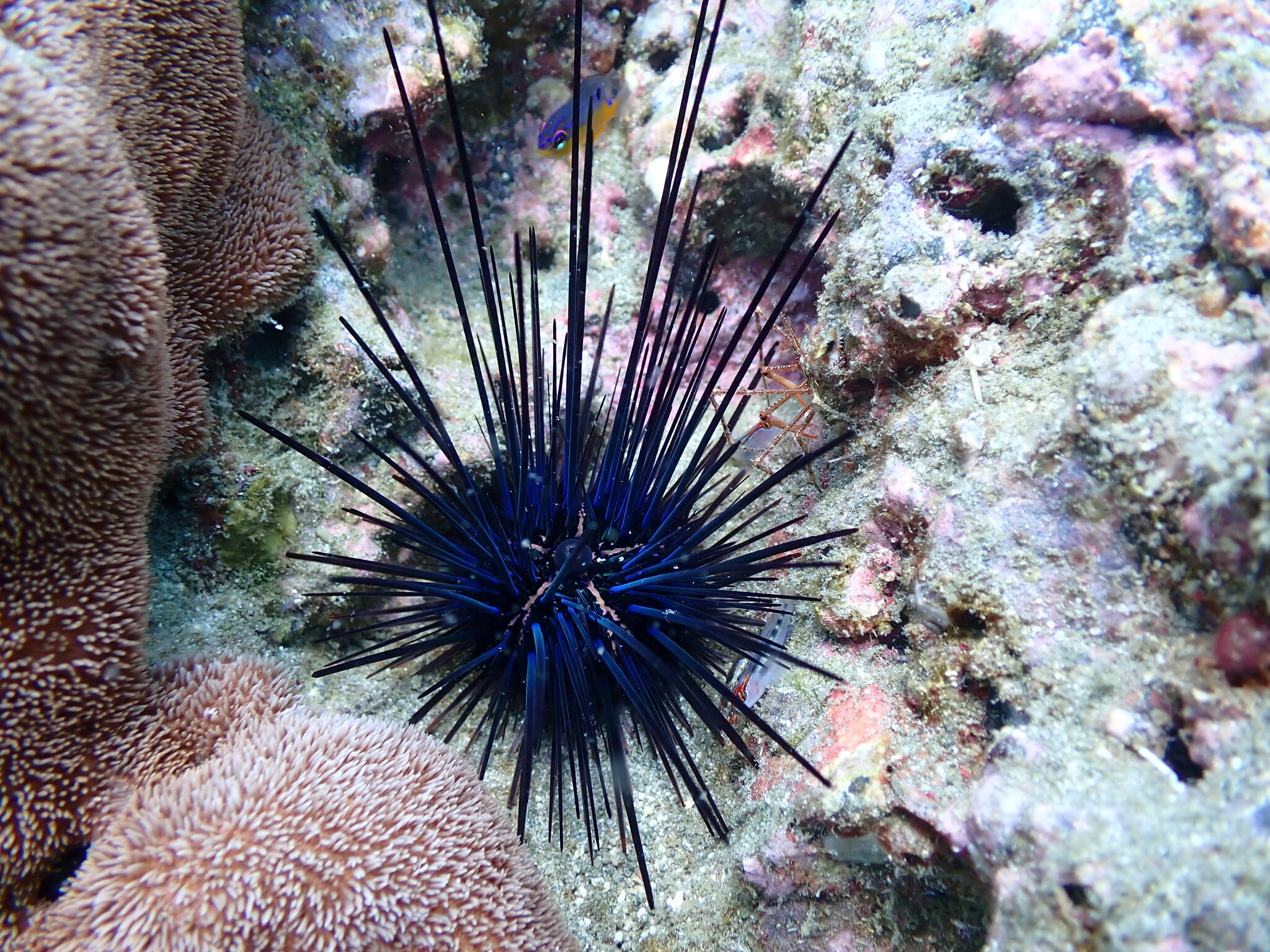 Diadema mexicanum A.Agassiz, 1863