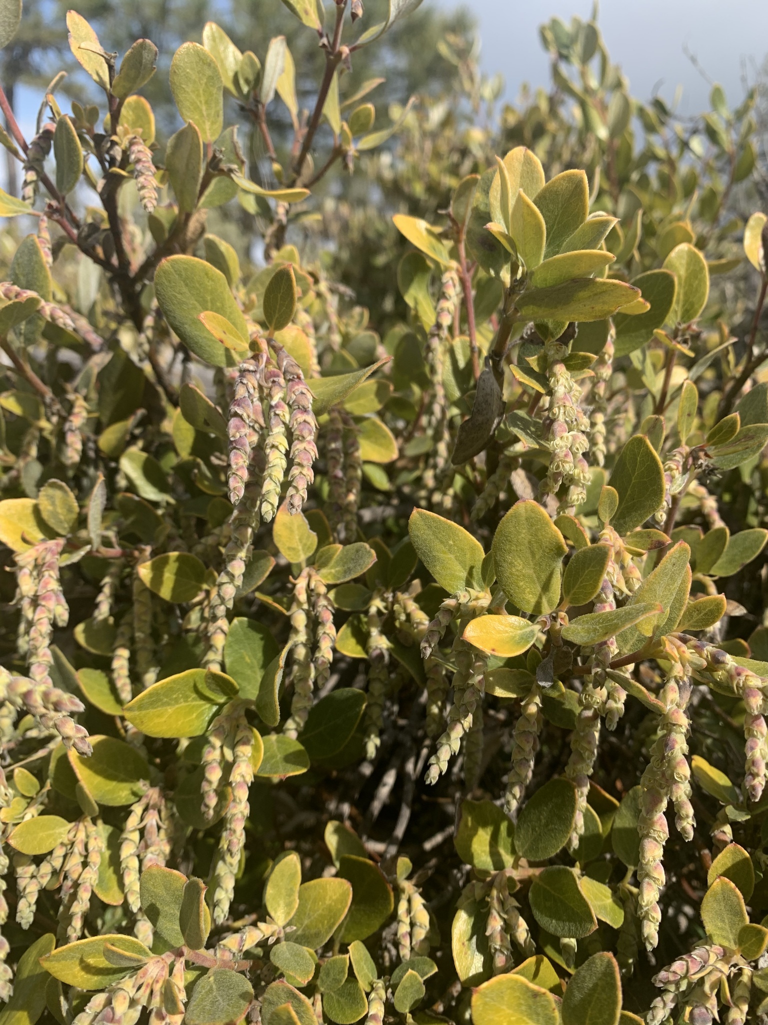 Garrya buxifolia A.Gray