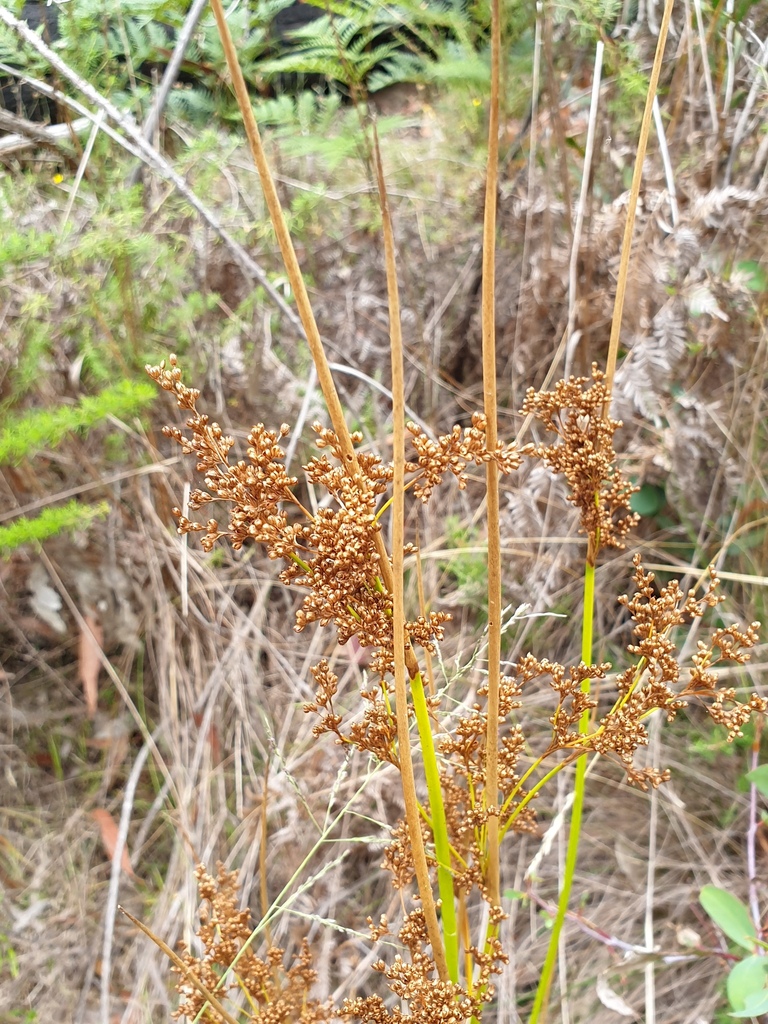 Juncus continuus from Mt Victoria, Blue Mountains National Park, NSW on ...