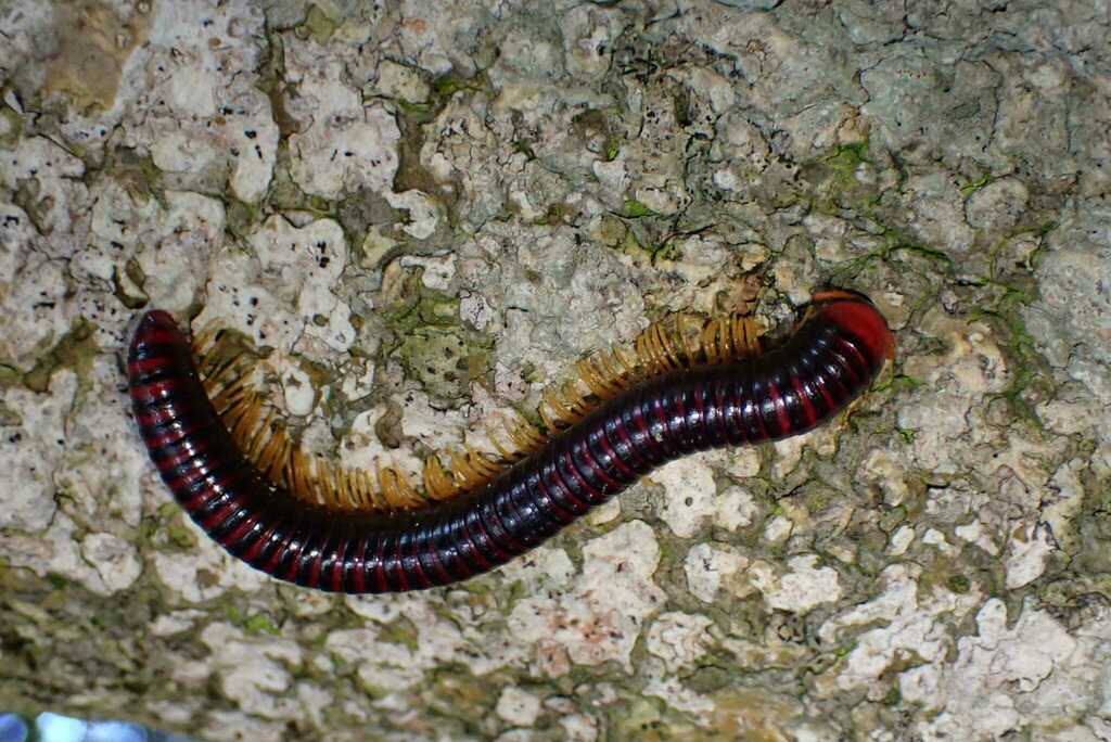 Leading Black Millipede from Zona Braza, Zavala, Mozambique on March 14 ...