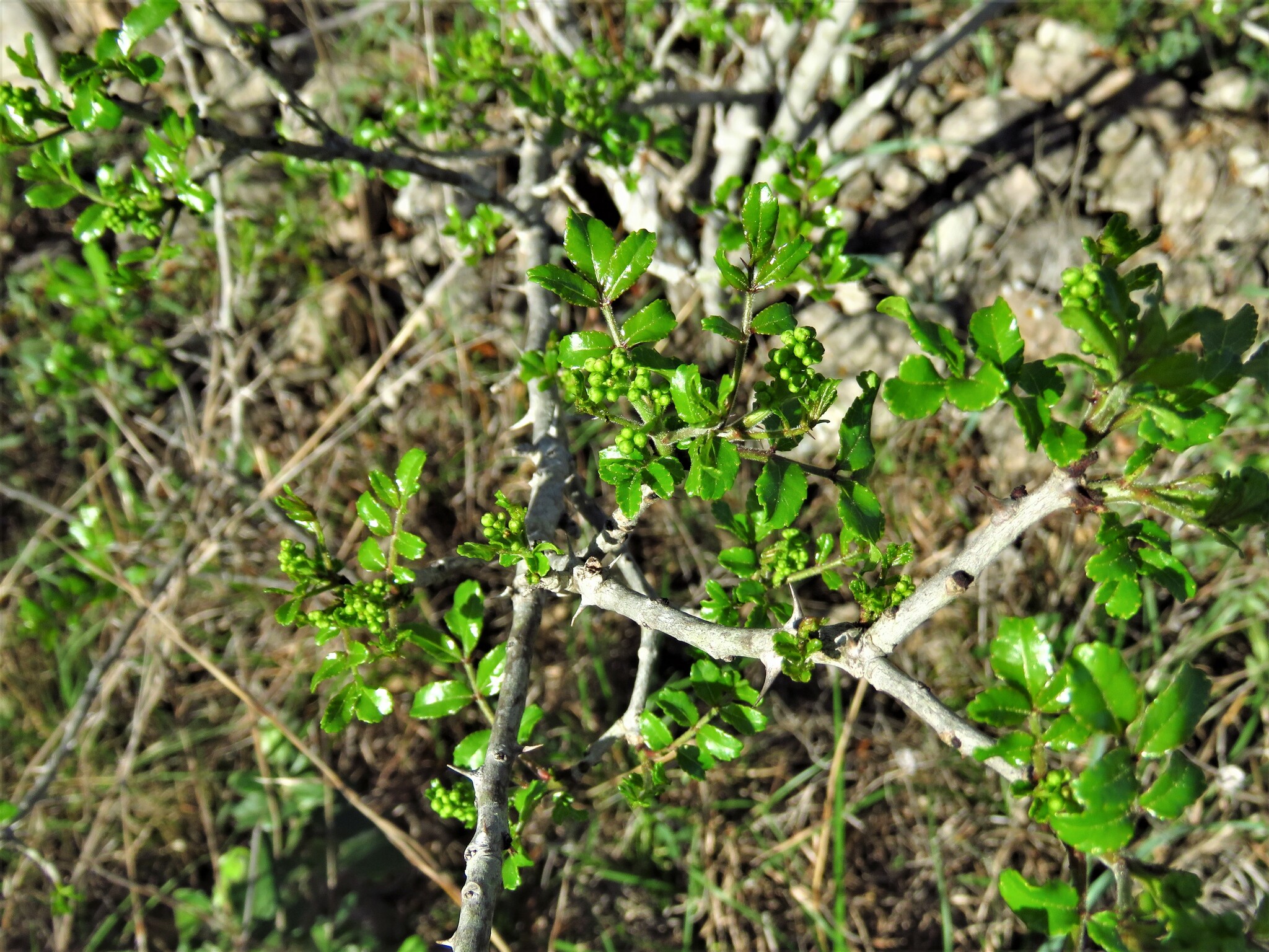 Zanthoxylum clava-herculis subsp. fruticosum (A.Gray) Reynel
