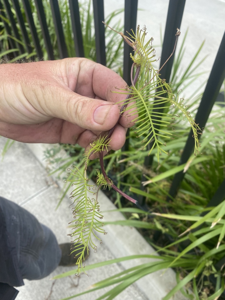 Cypress Vine from Brisbane Airport, Brisbane Airport, QLD, AU on March ...