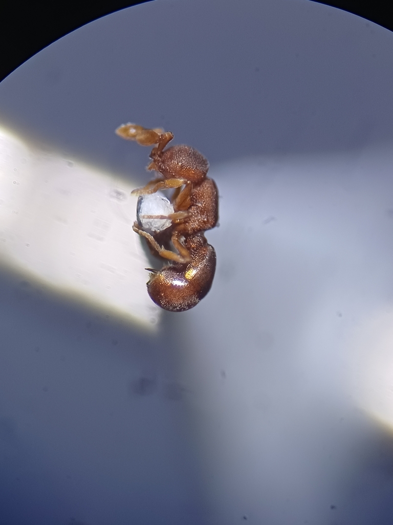 Discothyrea from Barra do Choça, BA, Brasil on March 27, 2023 at 05:25 ...