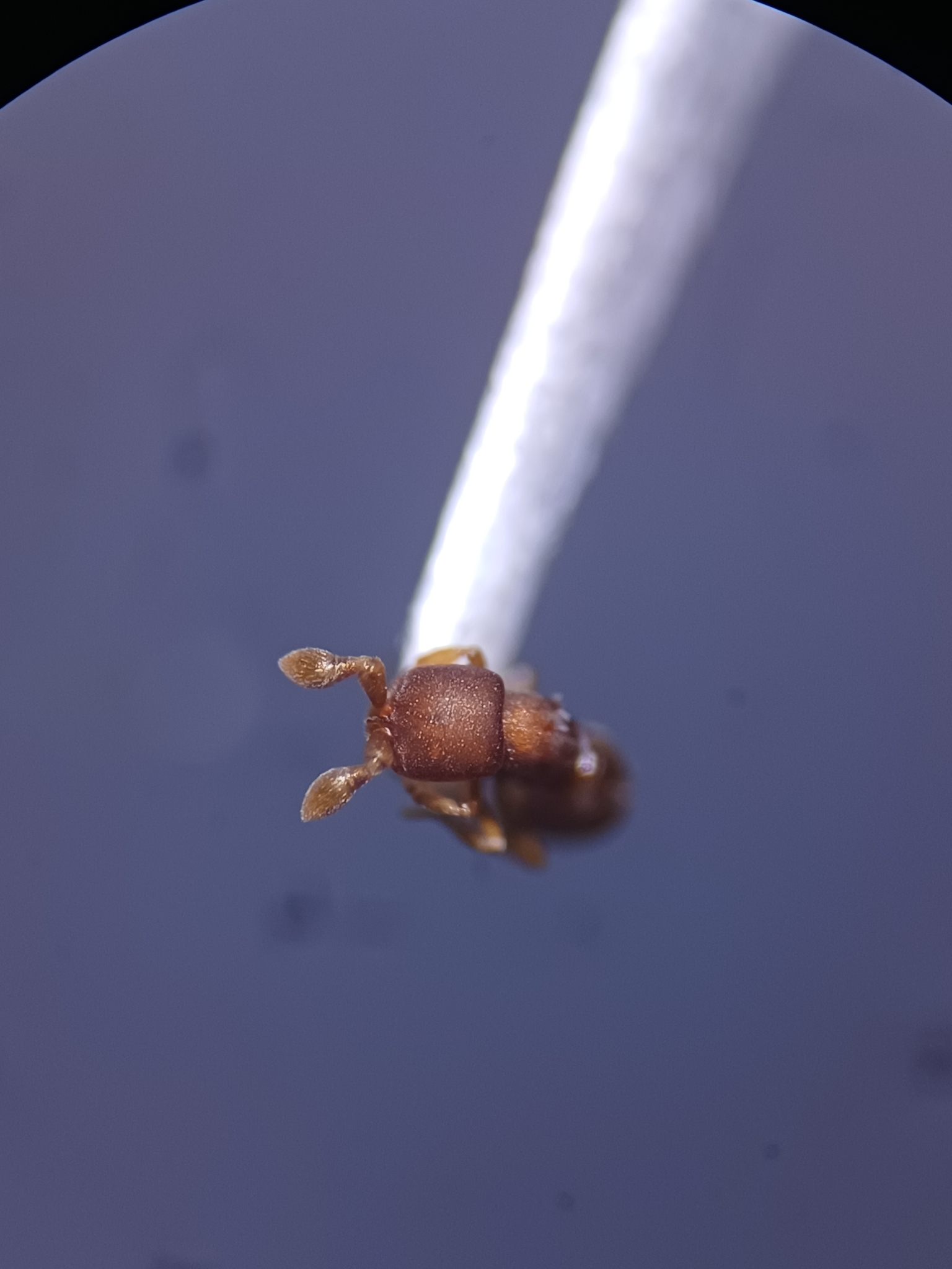 Discothyrea Roger, 1863