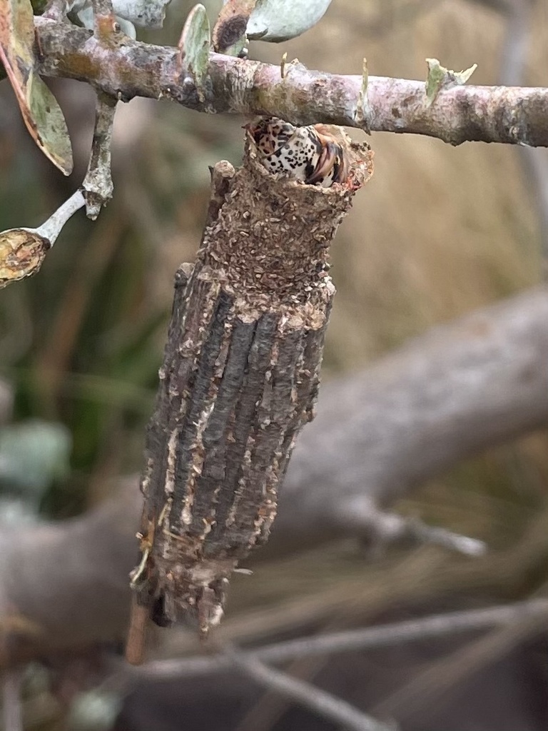 Common Case Moth from Collins St, Drysdale, VIC, AU on March 28, 2023 ...