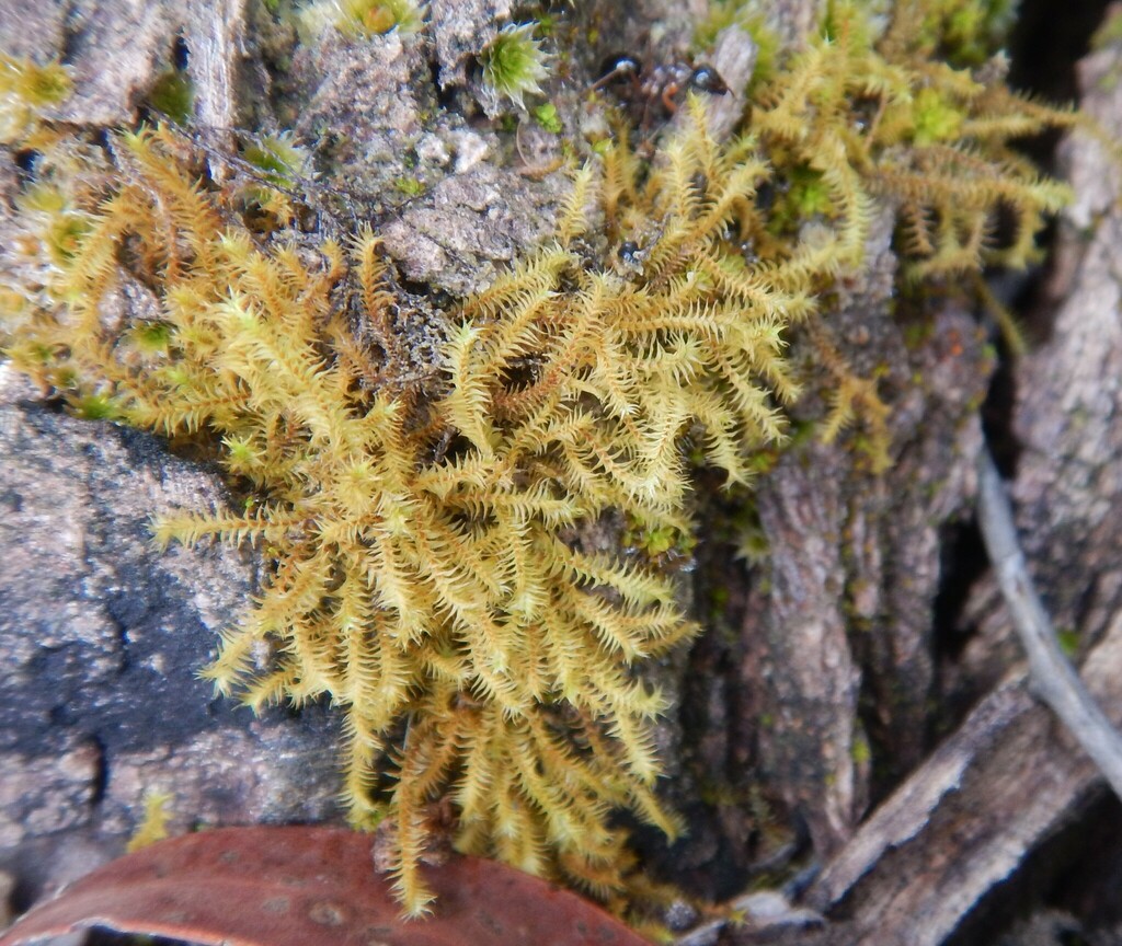Triquetrella papillata from Keilira SA 5275, Australia on March 28 ...
