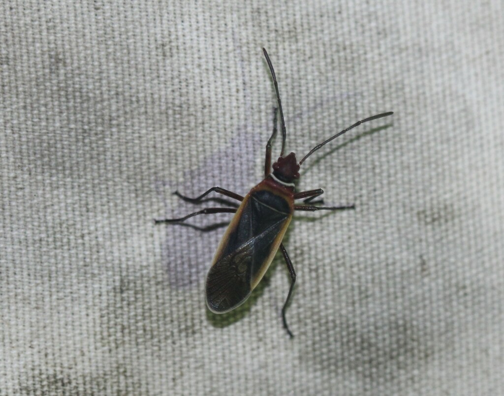 Dysdercus mimulus from South Side, Corpus Christi, TX, USA on March 27 ...