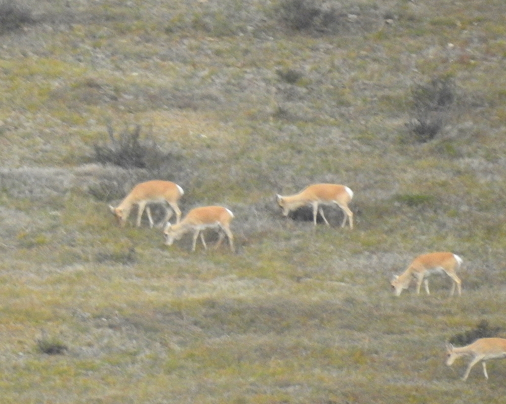 Mongolian Gazelle (Procapra gutturosa) - Know Your Mammals