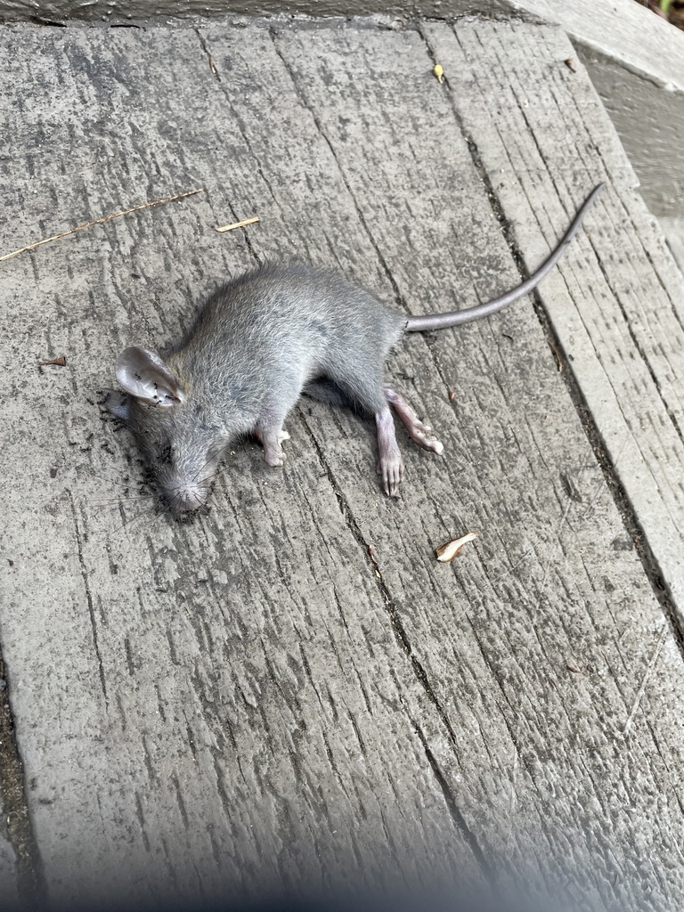 Black Rat from Moreton Rd, Illawong, NSW, AU on March 17, 2023 at 03:59 ...