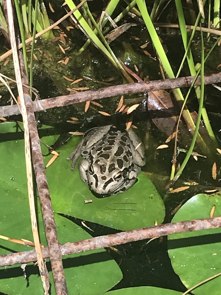 Western Banjo Frog from Watsonia Rd, Maida Vale, WA, AU on December 30 ...