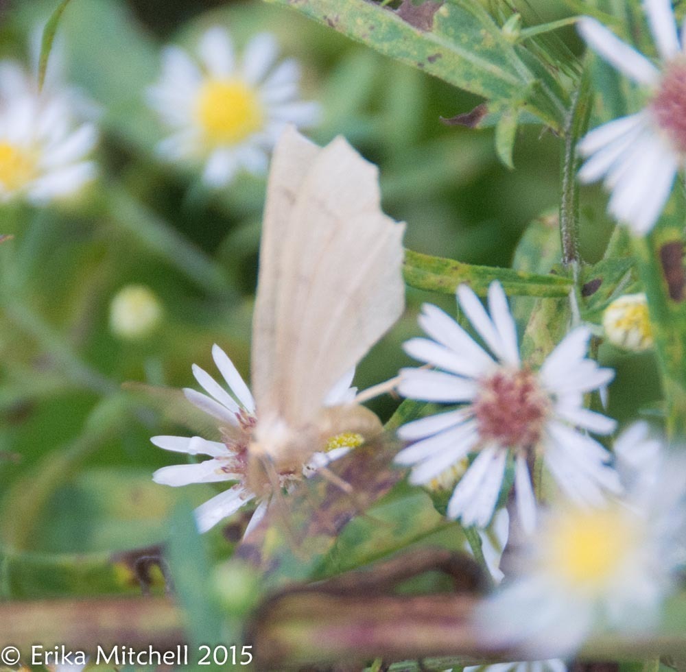 Hemlock Looper Moth from Washington, Vermont, United States on ...