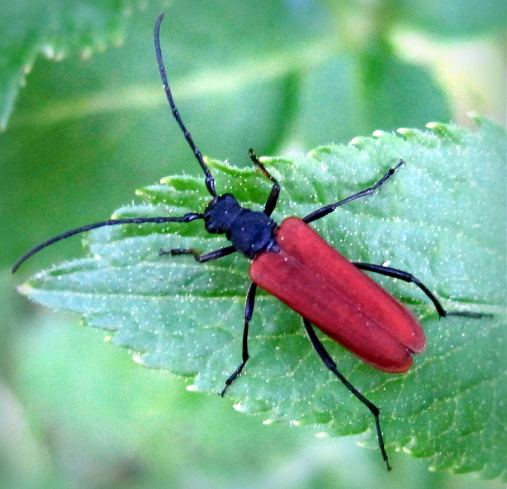 Nivellia sanguinosa from Рівненський район, Рівненська область, Україна ...