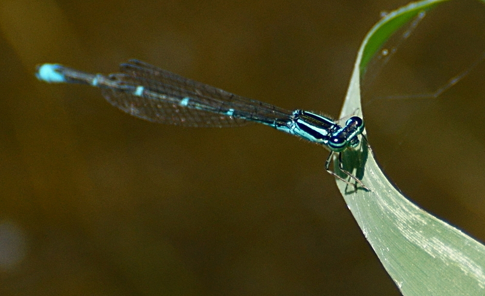 Stream Bluet from Rock Cut State Park, Winnebago Co., IL, USA on July ...