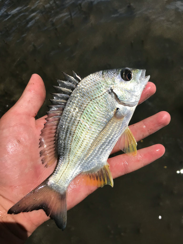 Yellowfin Bream from Coochiemudlo Island QLD 4184, Australia on January ...