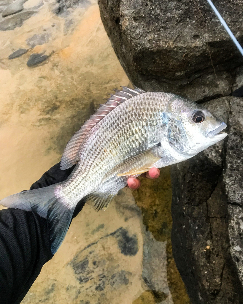 Yellowfin Bream from Maroochy - Mooloolaba, AU-QL, AU on January 20 ...