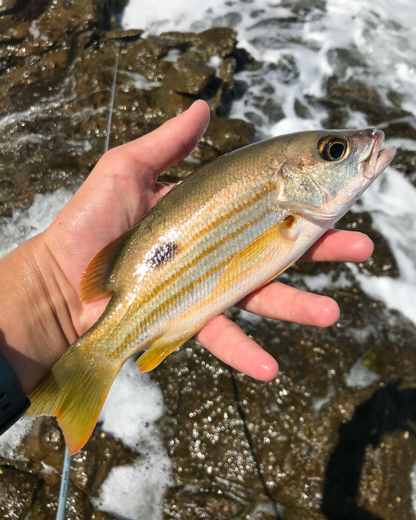 Blackspot Snapper from Maroochy - Mooloolaba, AU-QL, AU on January 16, 2022 at 02:21 PM by ...