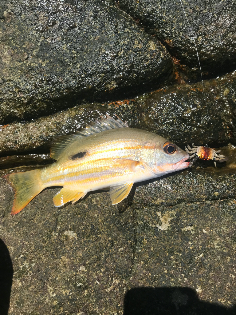 Blackspot Snapper from Maroochy - Mooloolaba, AU-QL, AU on January 17, 2022 at 01:19 PM by ...