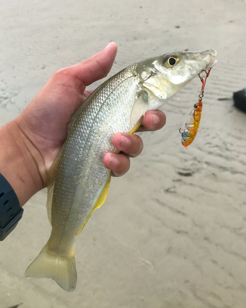Sand Whiting from Bongaree QLD 4507, Australia on December 30, 2021 at ...