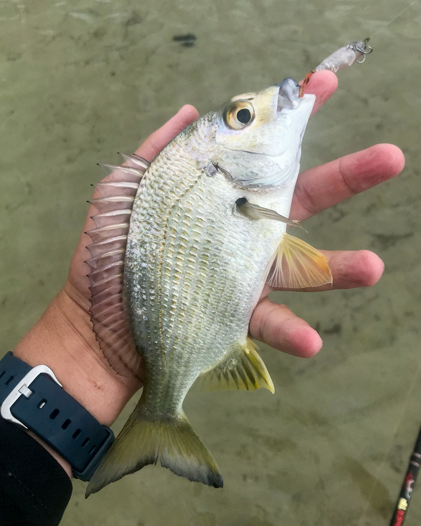 Yellowfin Bream from Bongaree QLD 4507, Australia on December 30, 2021 ...