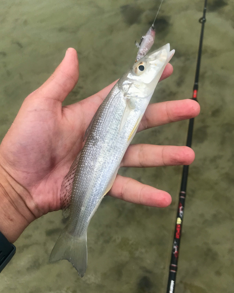 Sand Whiting from Bongaree QLD 4507, Australia on December 30, 2021 at ...