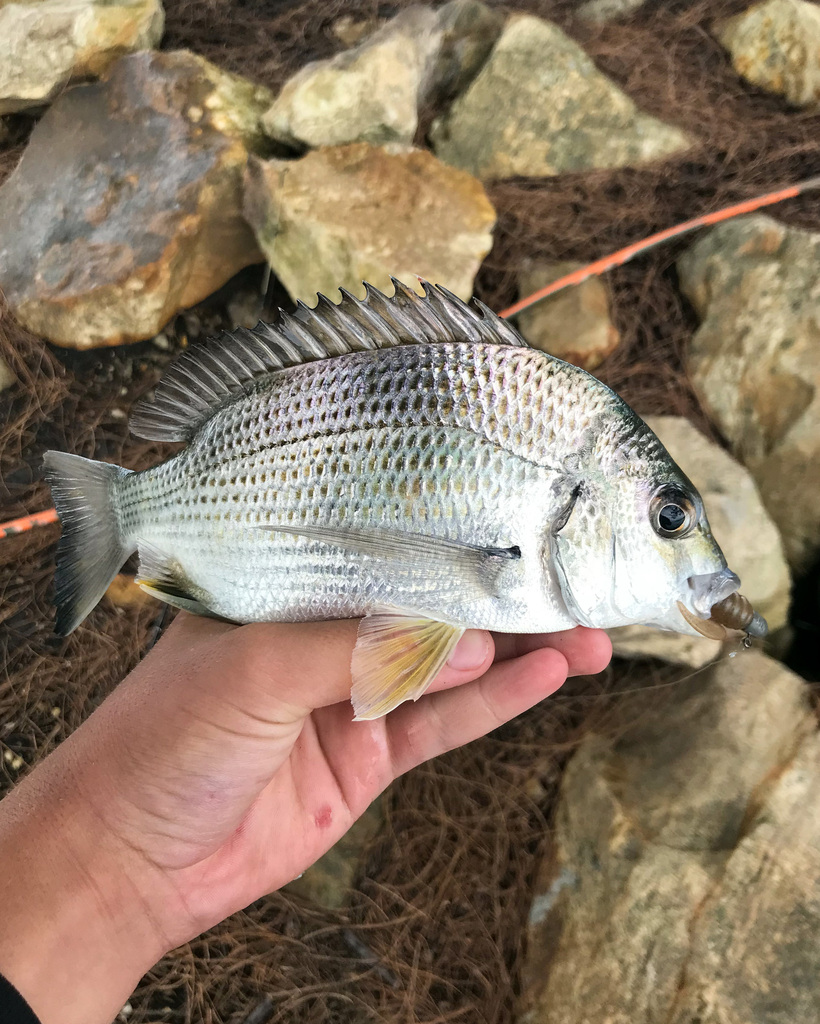 Yellowfin Bream from Dunwich QLD 4183, Australia on November 25, 2021 ...