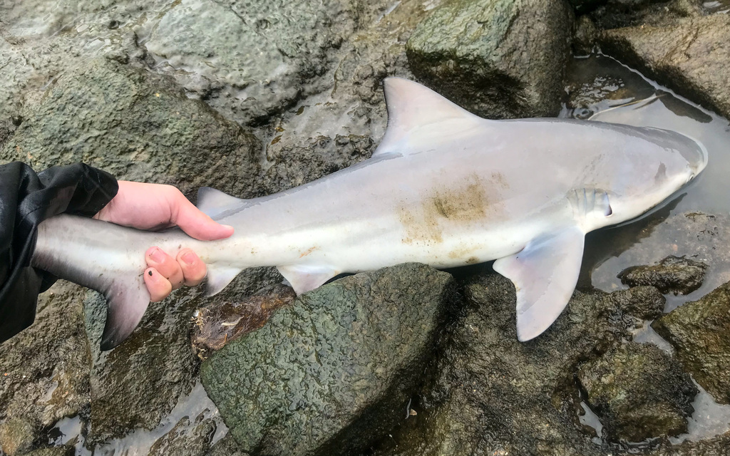 Bull Shark from Brisbane QLD, Australia on November 30, 2021 at 12:50 ...