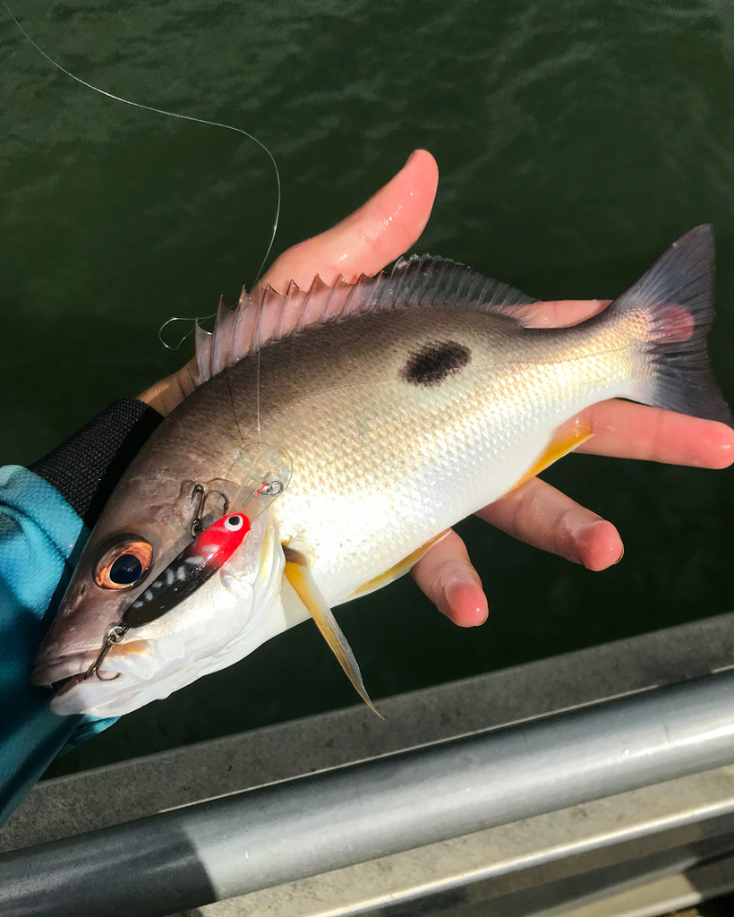 Moses' Snapper from Dunwich QLD 4183, Australia on December 06, 2021 at ...