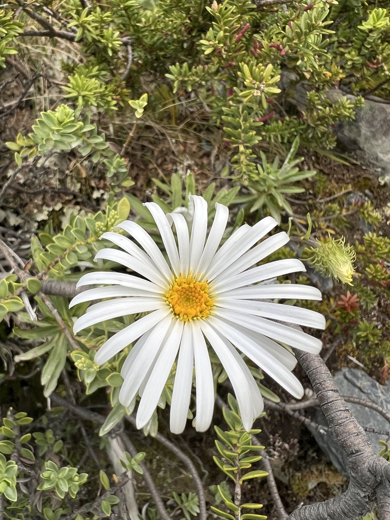 Strap- leaved Daisy from Aoraki/Mount Cook National Park, Aoraki Mount ...