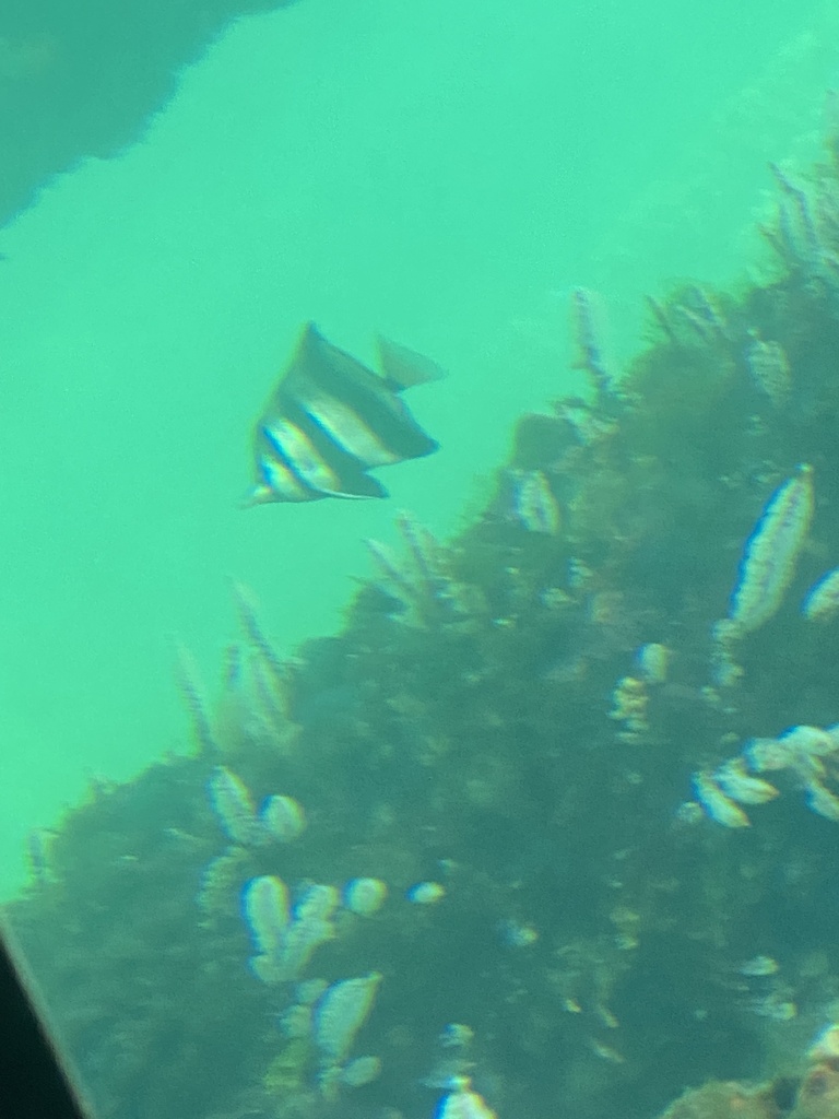 Western Talma from Geographe Bay, Busselton, WA, AU on March 28, 2023 ...