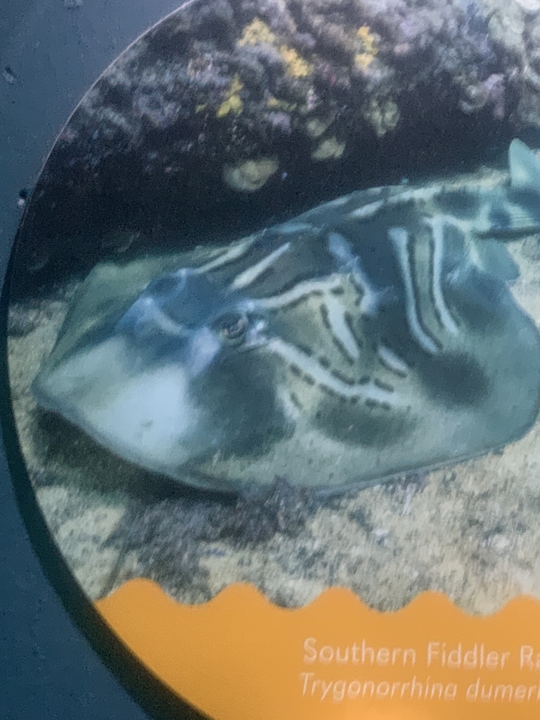 Fiddler Rays from Busselton Jetty, Busselton, WA, AU on March 28, 2023 ...
