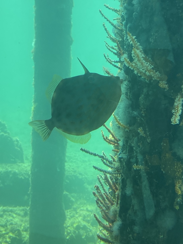 Mosaic Leatherjacket from Busselton Jetty, Busselton, WA, AU on March ...