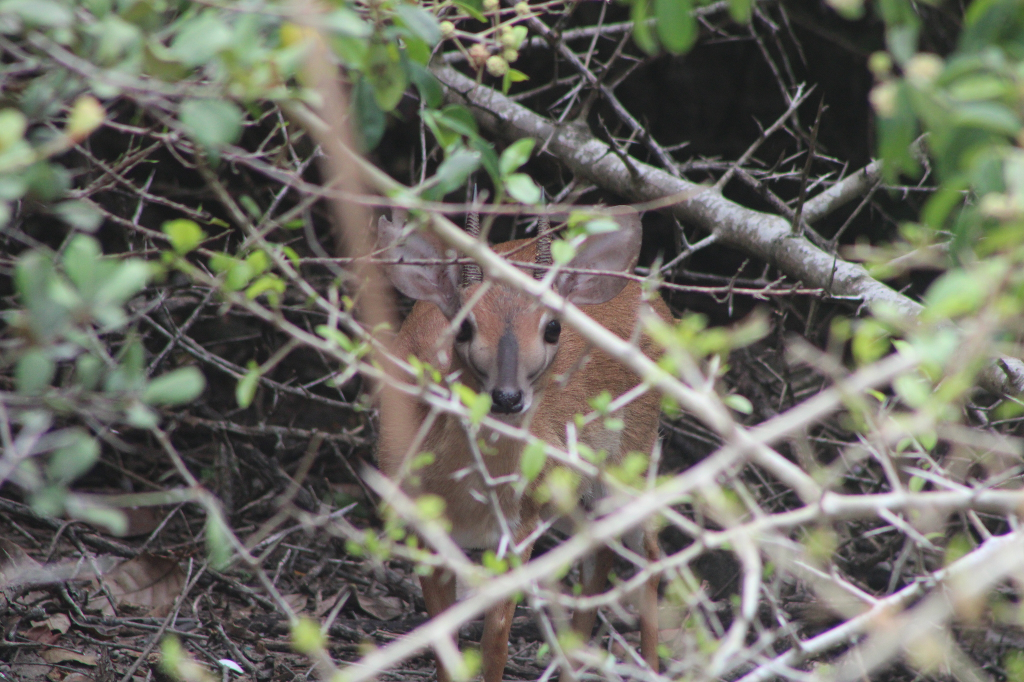 Neotragus moschatus (Von Dueben, 1846)