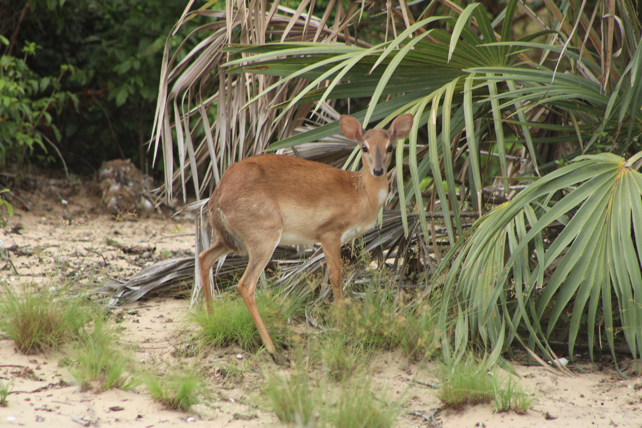 Neotragus moschatus (Von Dueben, 1846)