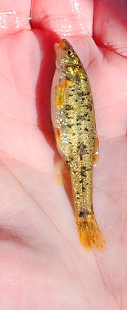 Speckled Dace from Patagonia, AZ 85624, USA on March 26, 2023 at 10:53 ...
