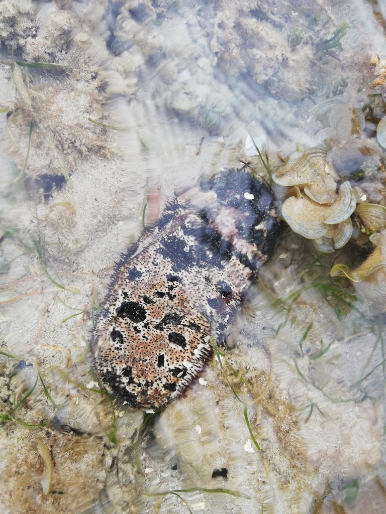 Golden Sandfish in March 2023 by Carole BERNARD · iNaturalist United ...